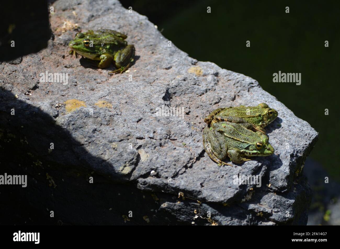 Iberian green frog (Pelophylax perezi) in irrigation ponds, Madeira ...