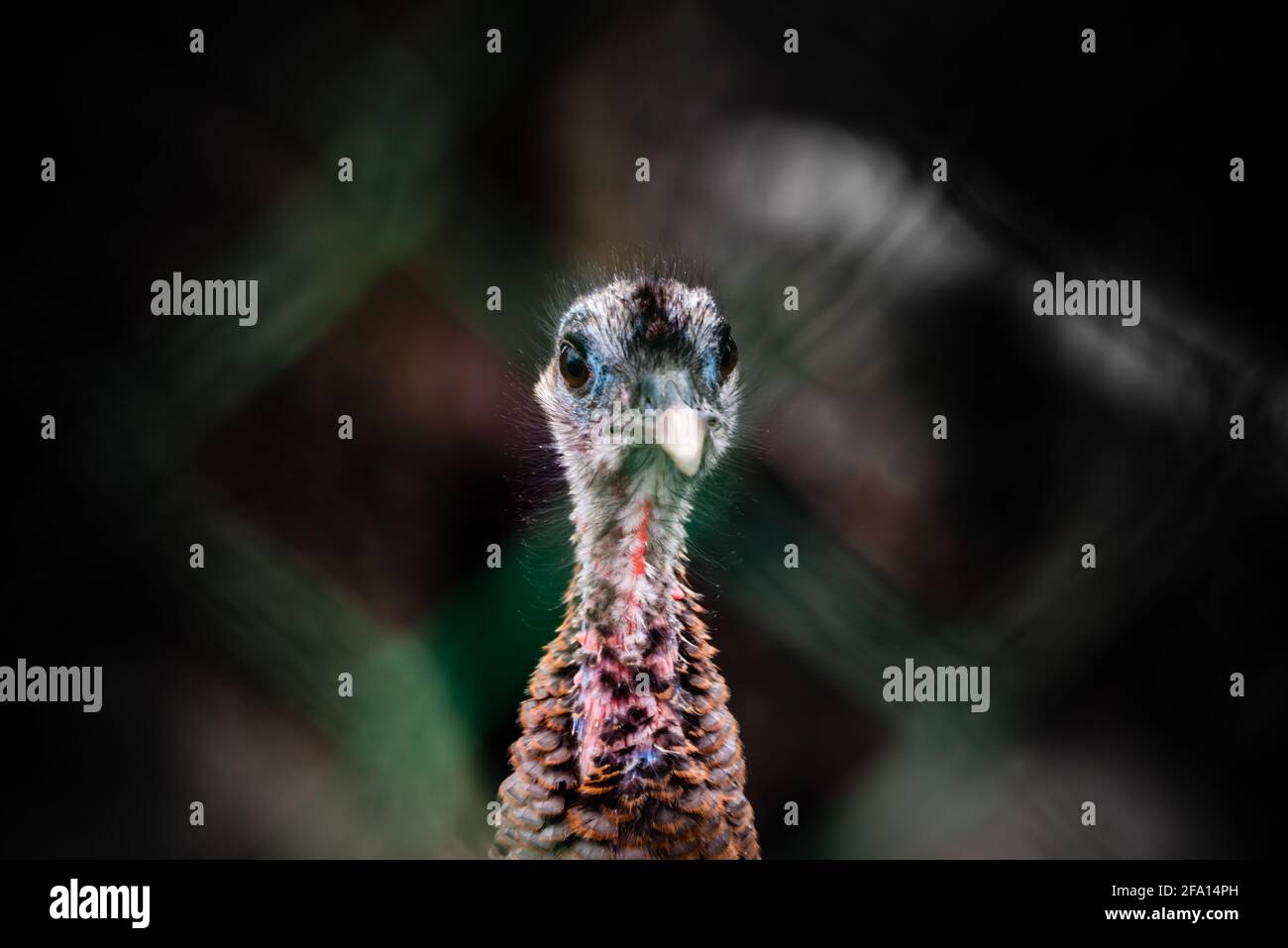 Wild turkey running hi-res stock photography and images - Alamy