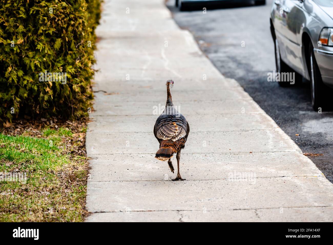 Wild turkey gobbling hi-res stock photography and images - Alamy