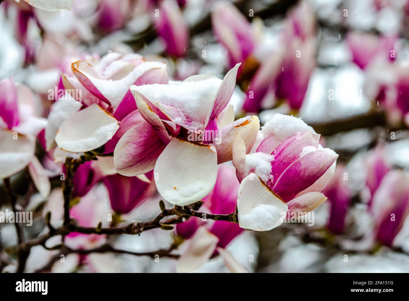 Magnolia flowers covered with the snow Stock Photo - Alamy
