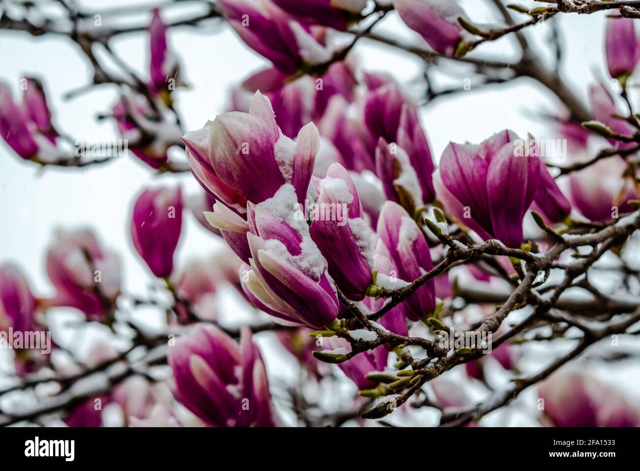 Magnolia flowers covered with the snow Stock Photo - Alamy