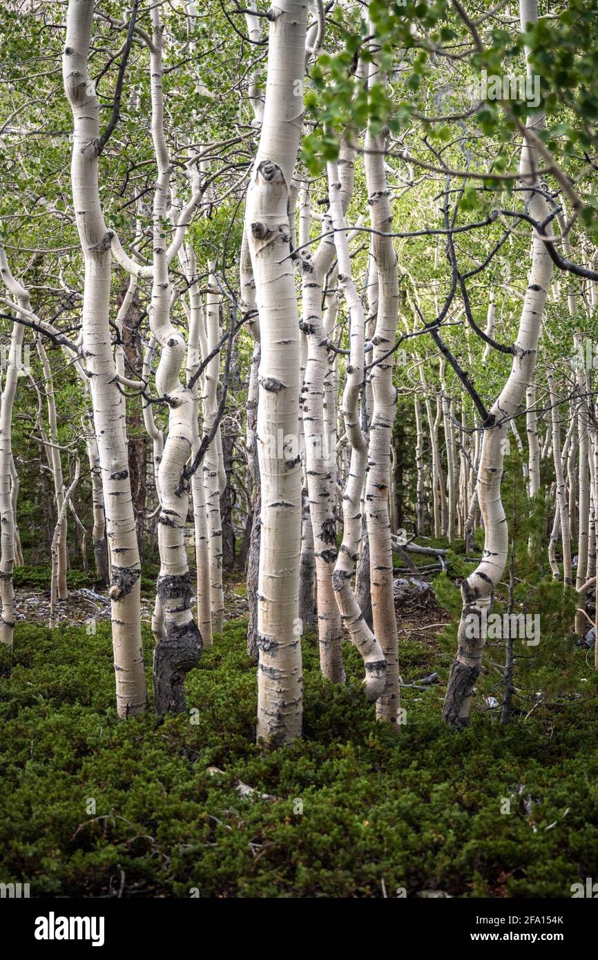 Thick forest floor hi-res stock photography and images - Alamy
