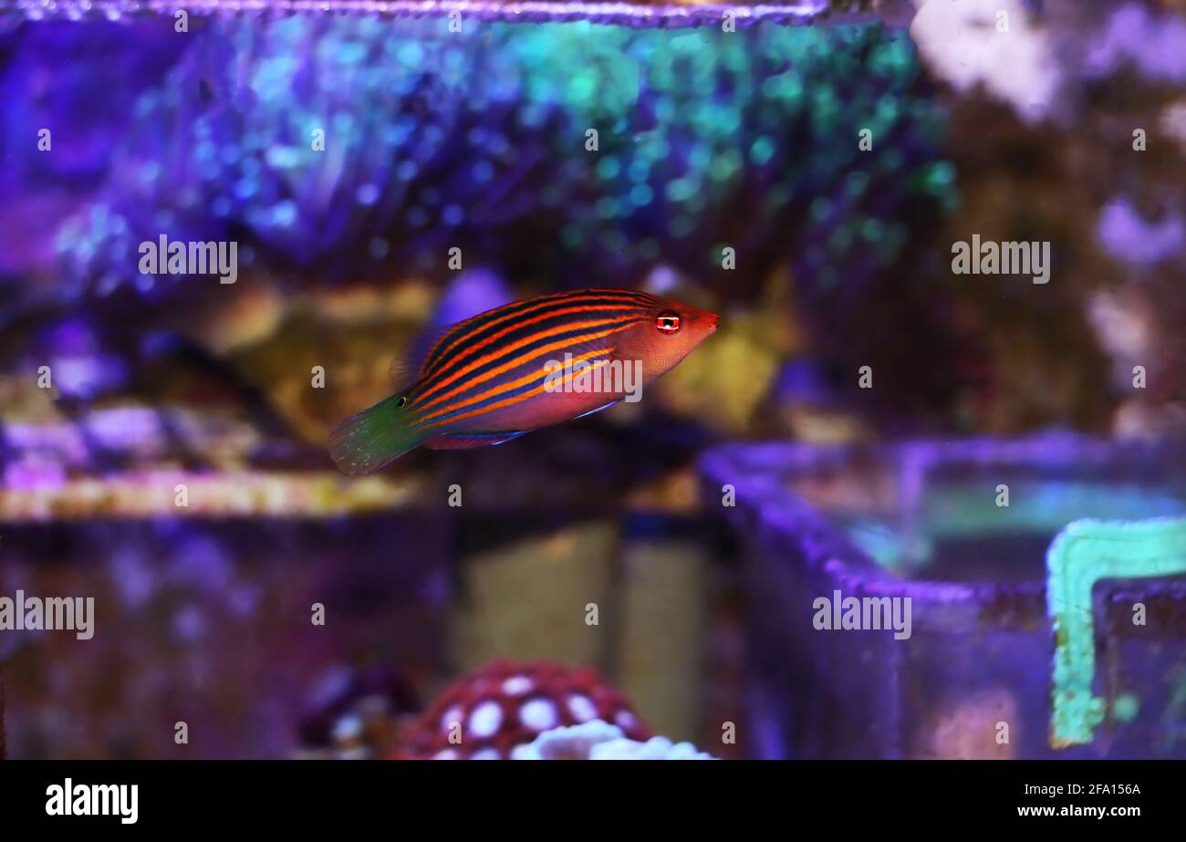 Six-line Wrasse - (Pseudocheilinus hexataenia Stock Photo - Alamy