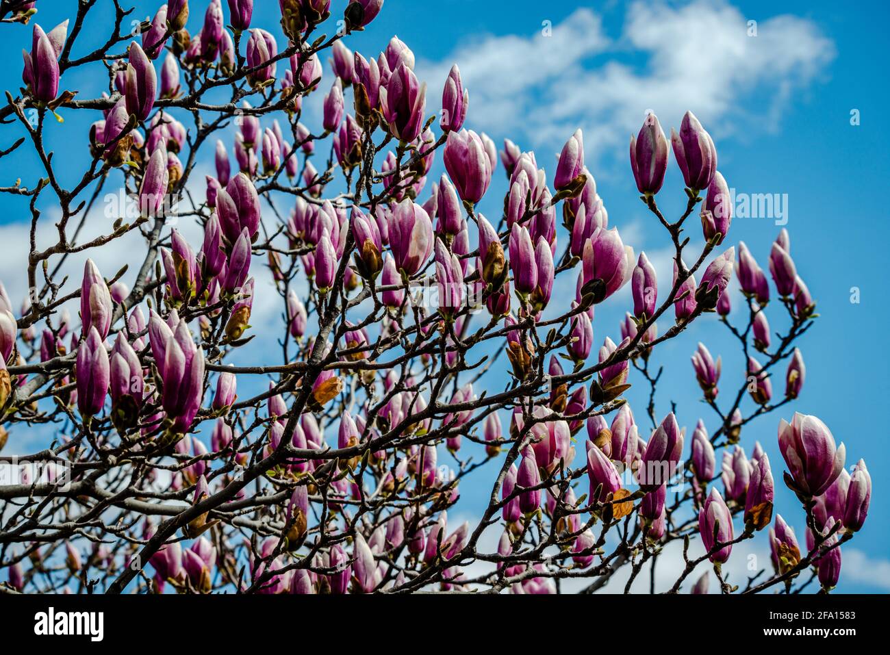 Magnolia flowers in the blue sky background Stock Photo - Alamy