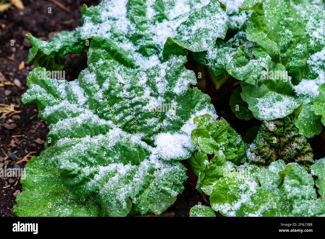 Green grass with snowflakes hi-res stock photography and images - Alamy
