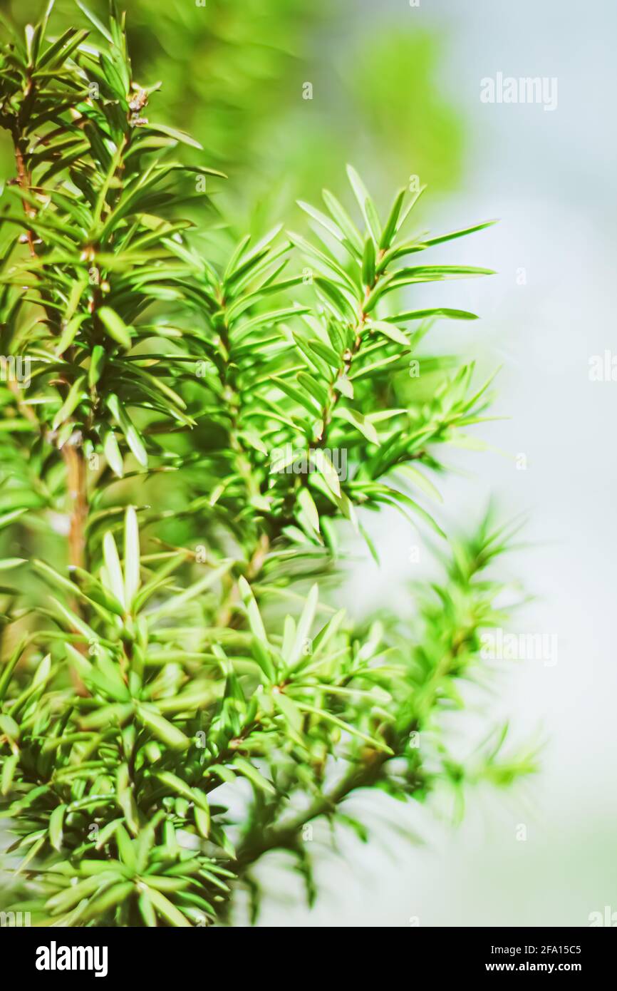 Spruce tree branches as abstract nature background and natural ...