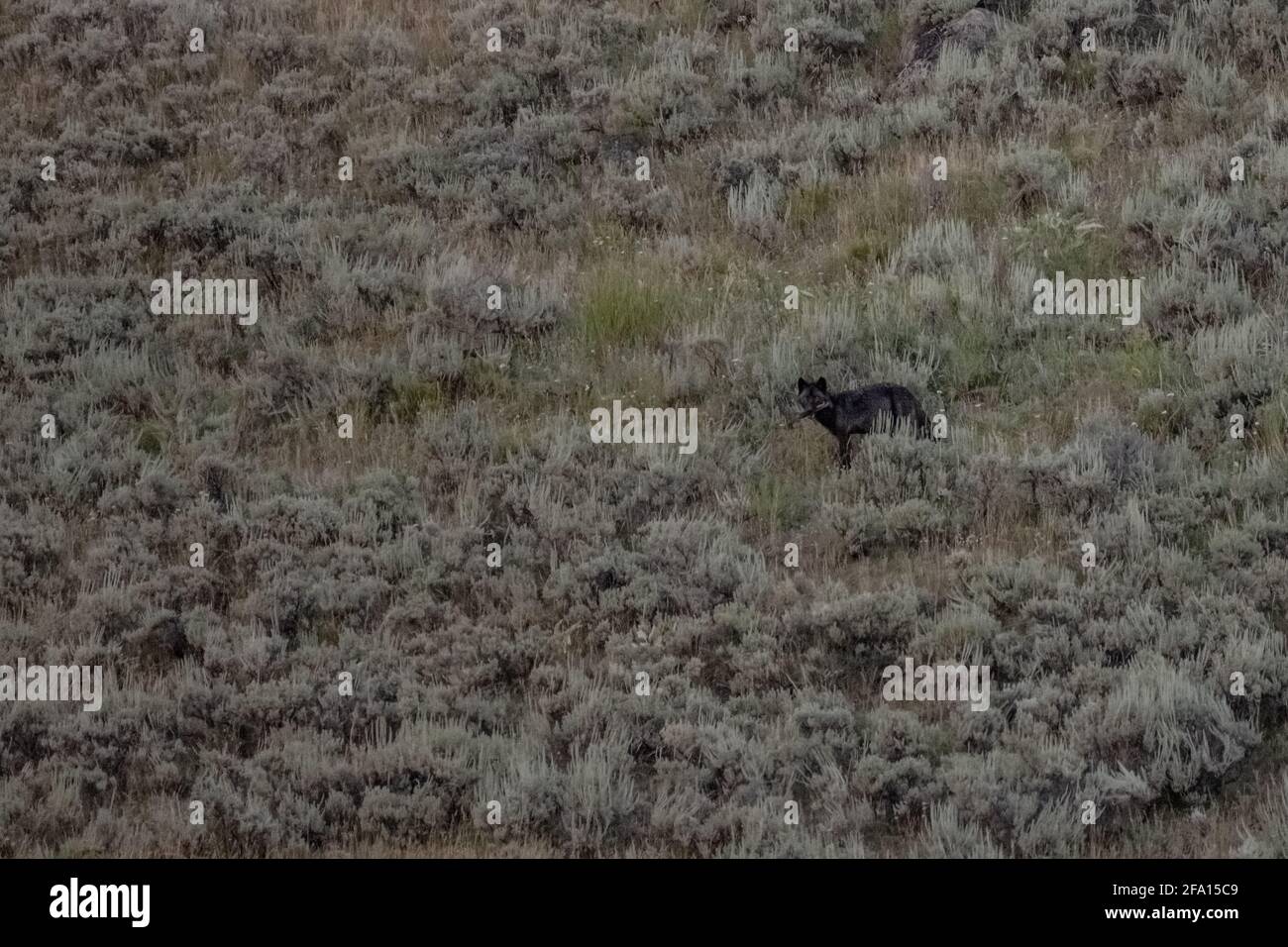 This black wolf went in to feast on the bison and all he could get was ...