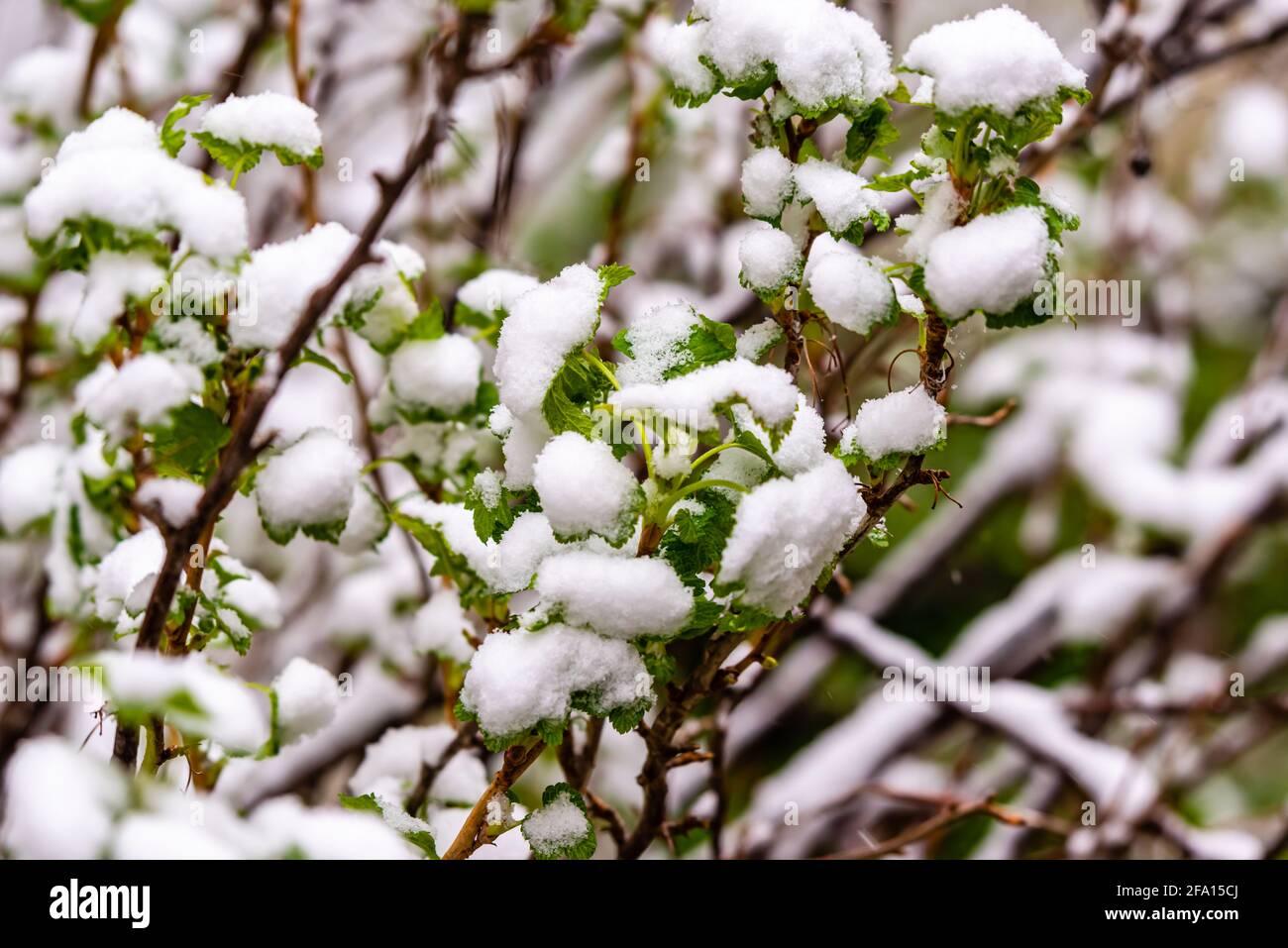 Different plants covered with the snow in the springtime Stock Photo ...