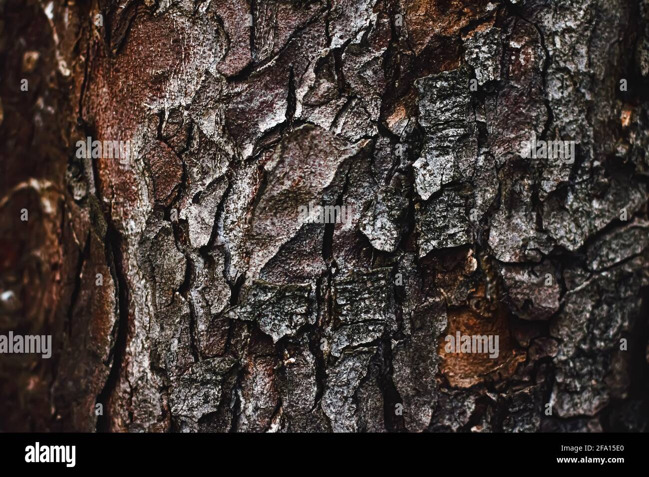 Natural wood, tree texture as wooden background, environment and nature ...