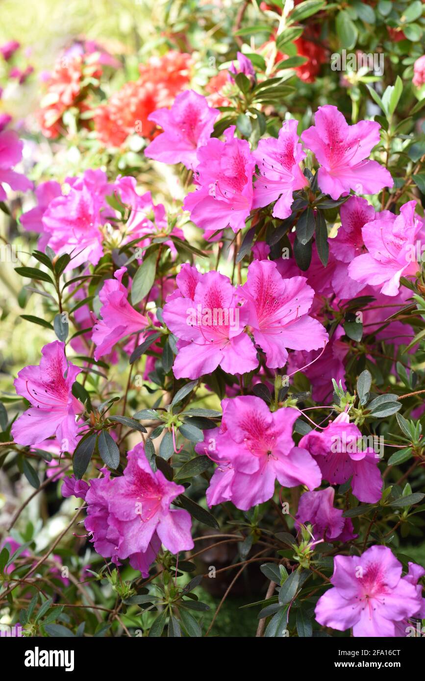 Azalea Purple High Resolution Stock Photography and Images - Alamy