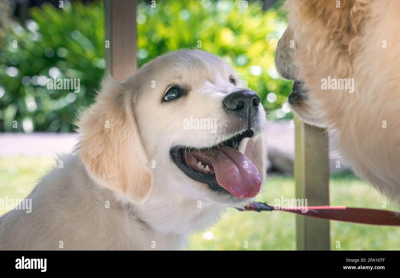 Cute golden retriever illustration hi-res stock photography and images ...