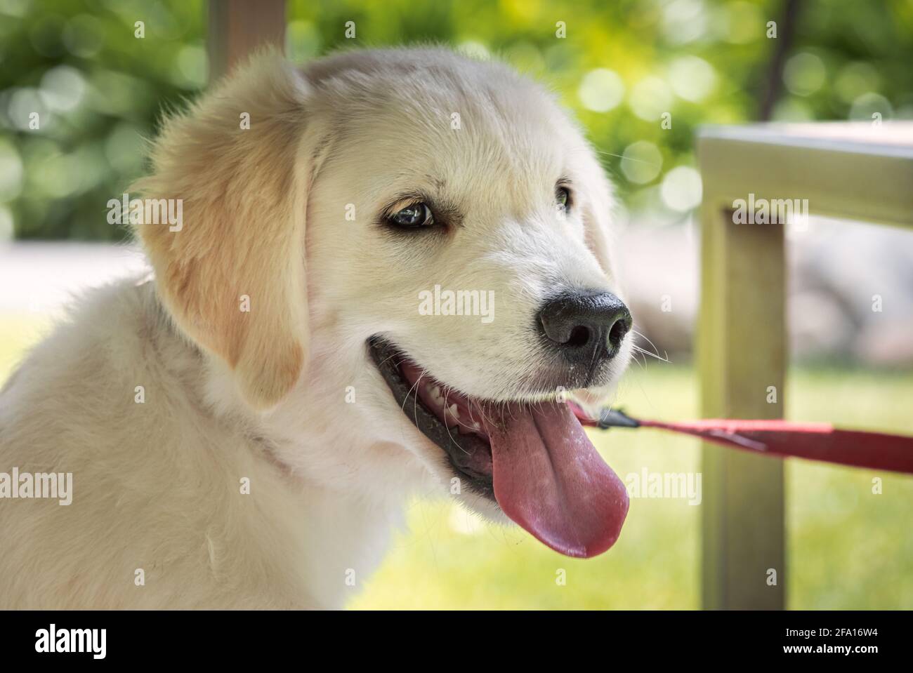 Labrador puppy . golden retriever Stock Photo - Alamy