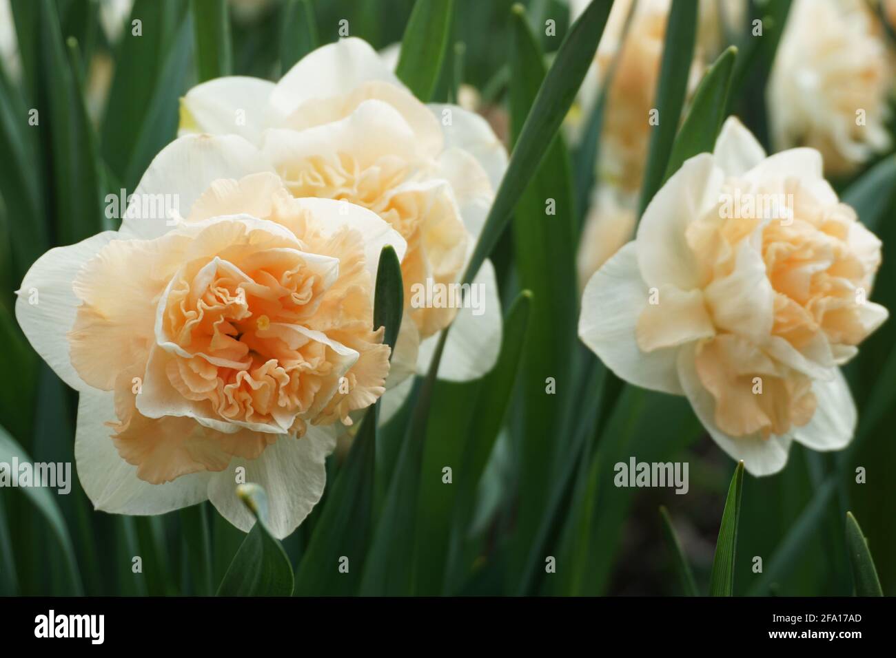 Friso orienpet lily hi-res stock photography and images - Alamy