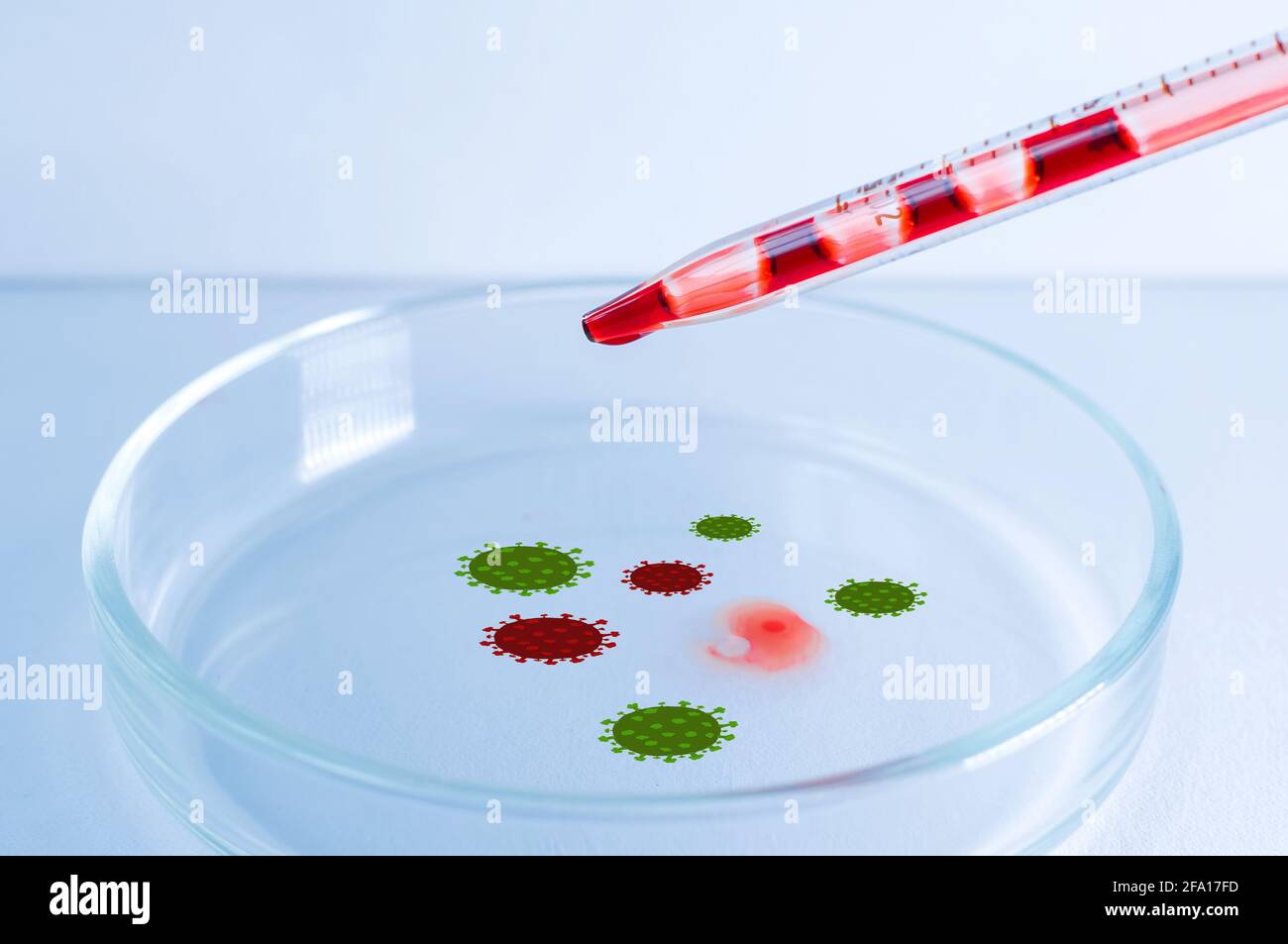 Medical laboratory. The virus-infected blood from the pipette is poured ...