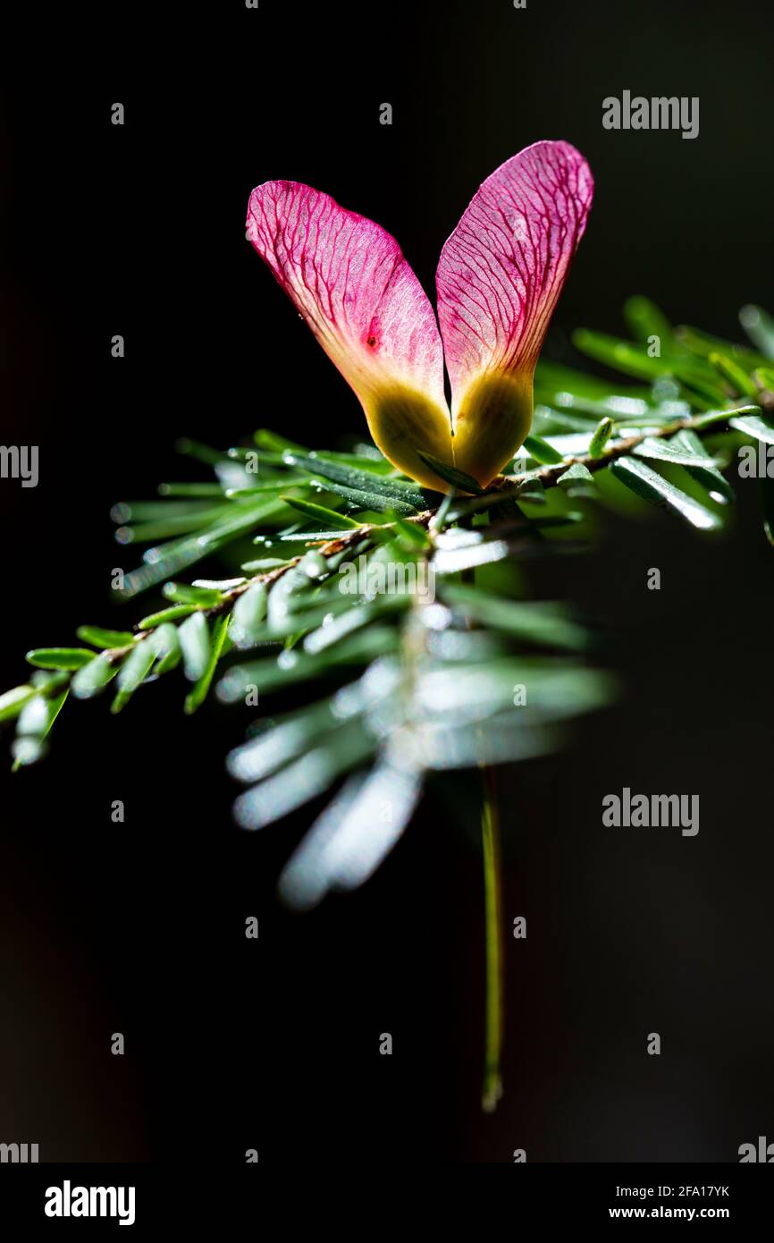 Acer rubrum samara hi-res stock photography and images - Alamy