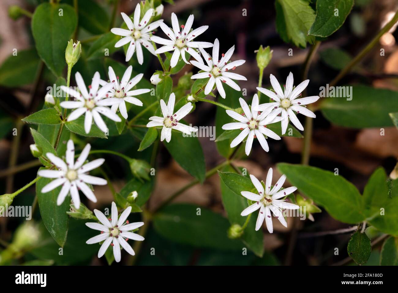 Star Chickweed (Stellaria pubera) - Coontree Trail - Pisgah National ...