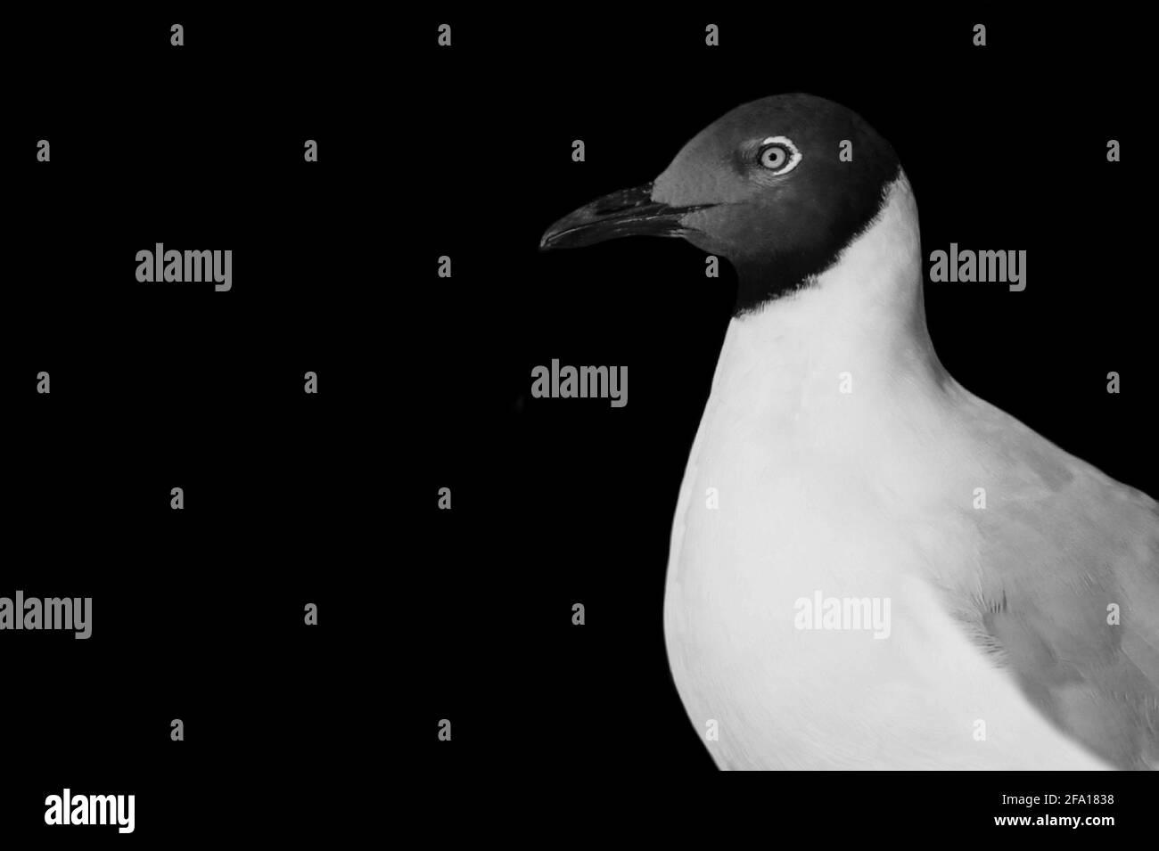 Beautiful seagull closeup photography hi-res stock photography and ...