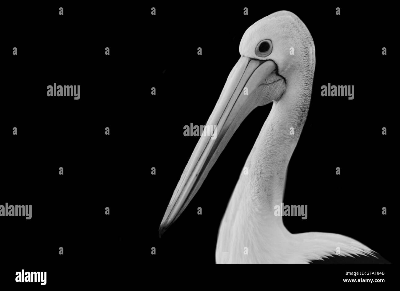Australian pelican Black and White Stock Photos & Images - Alamy