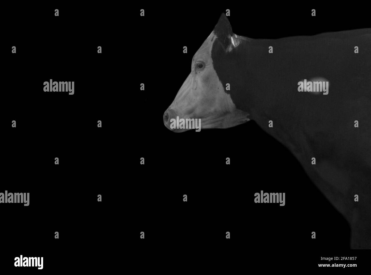 White Face Angus Cattle Cow High Resolution Stock Photography and ...