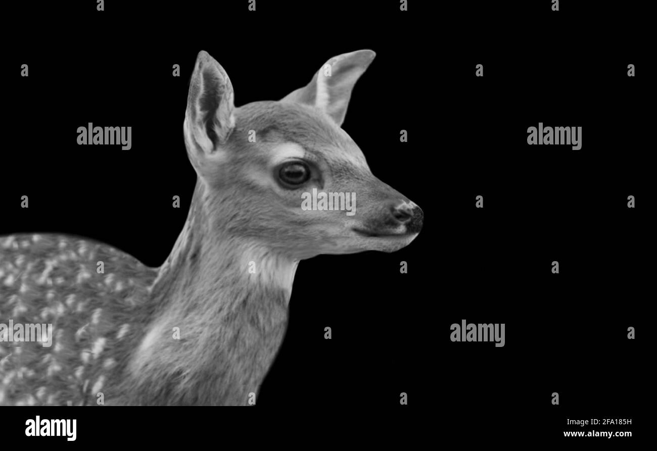 Roe doe deer france spring hi-res stock photography and images - Alamy