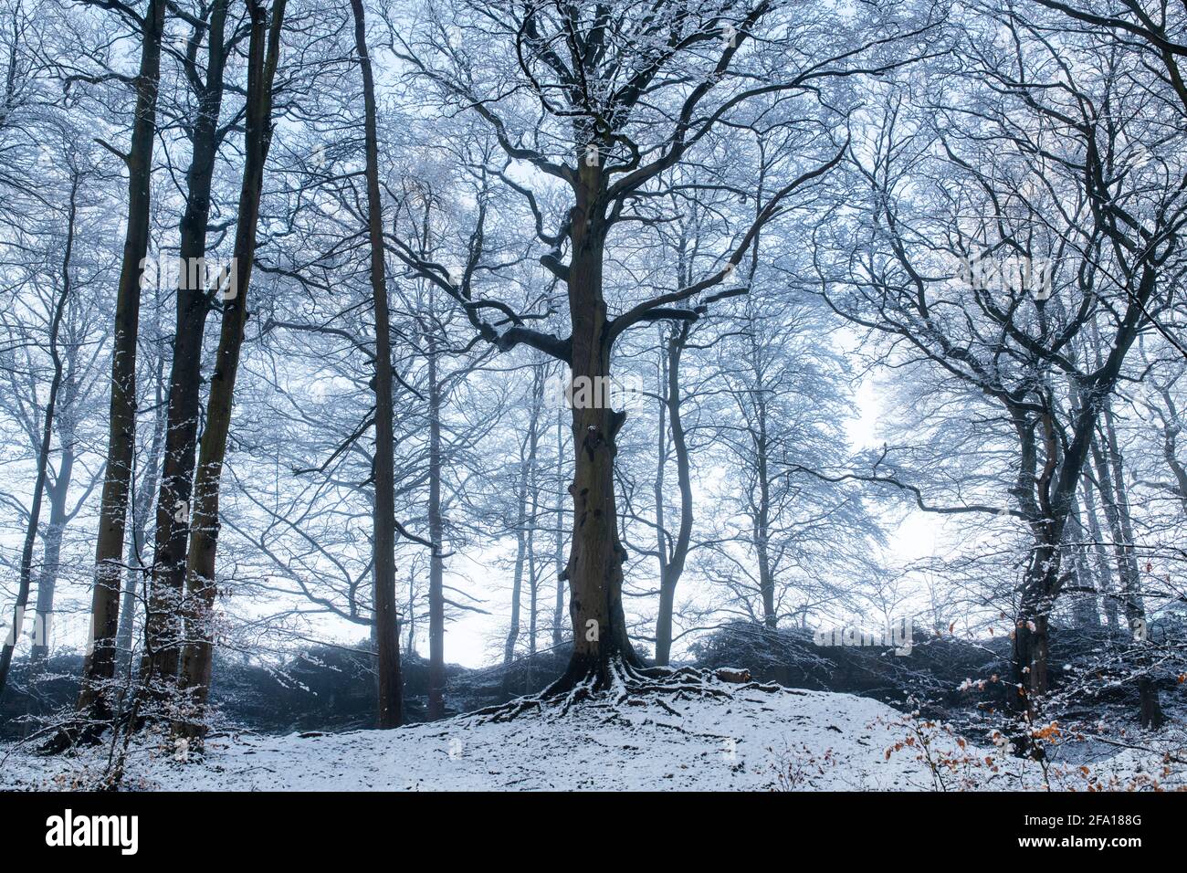Early morning snow and mist in a cotswold woodland in the spring ...