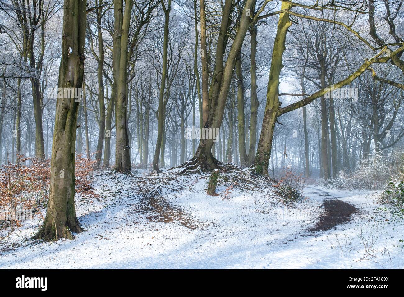 Early morning snow and mist in a cotswold woodland in the spring ...