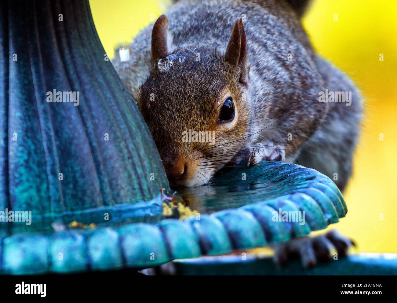 A squirrel stops by the garden fountain for a sip of water Stock Photo ...