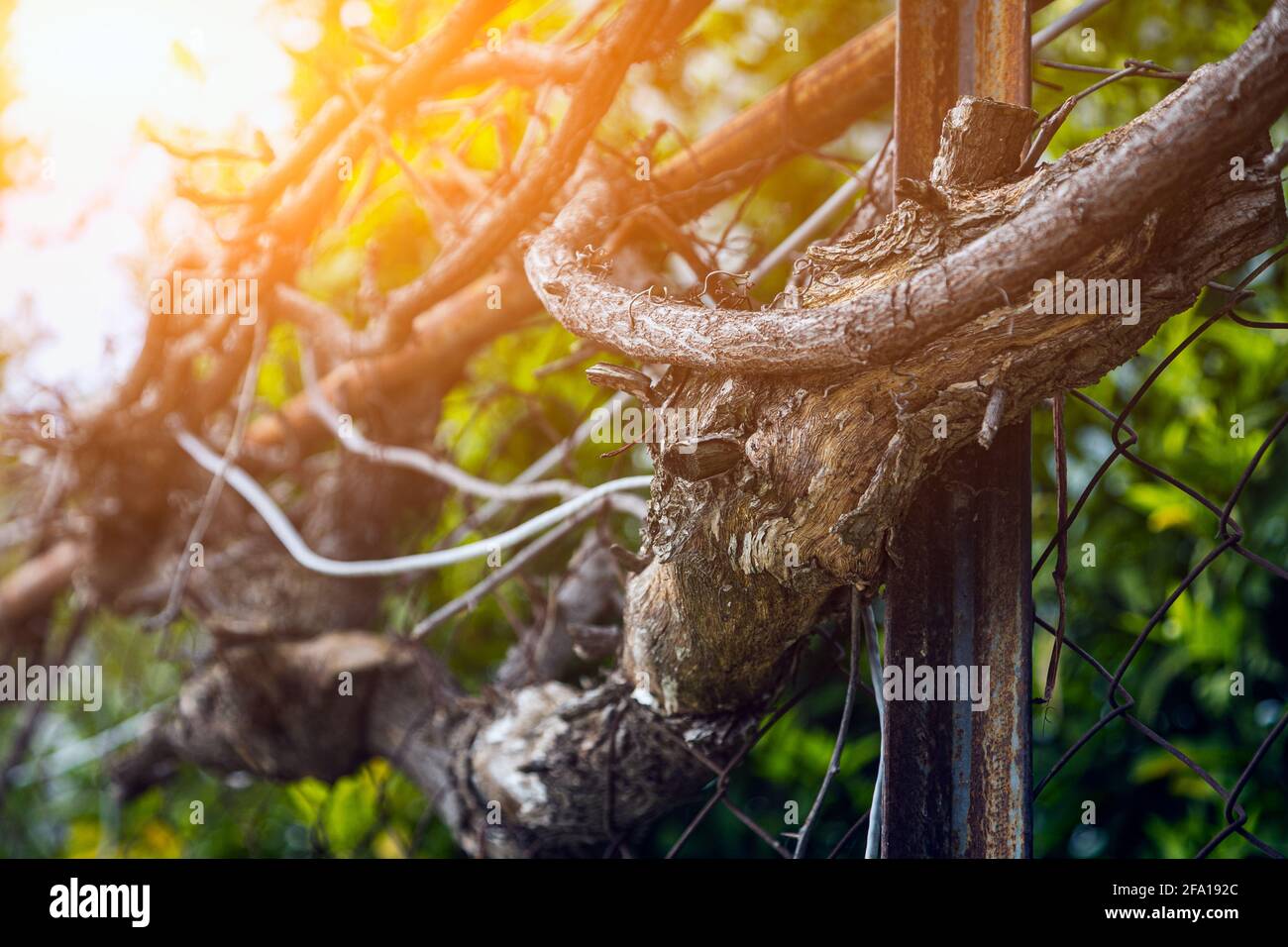 Old withered branches of grapes grow on a metal fence. The plant takes over city buildings Stock ...