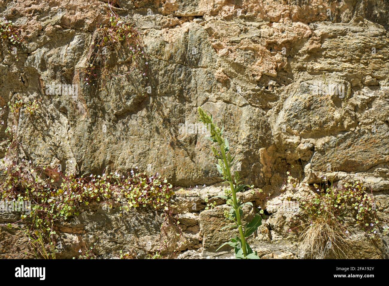 Artfully built natural stone walls with plants grown on it Stock Photo ...