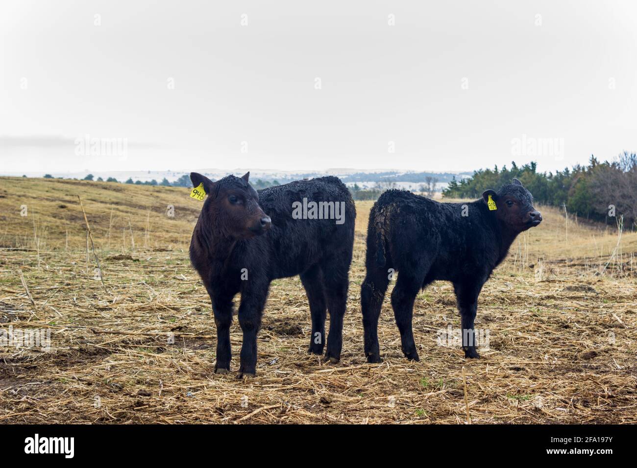 Nebraska ranch cattle hi-res stock photography and images - Alamy
