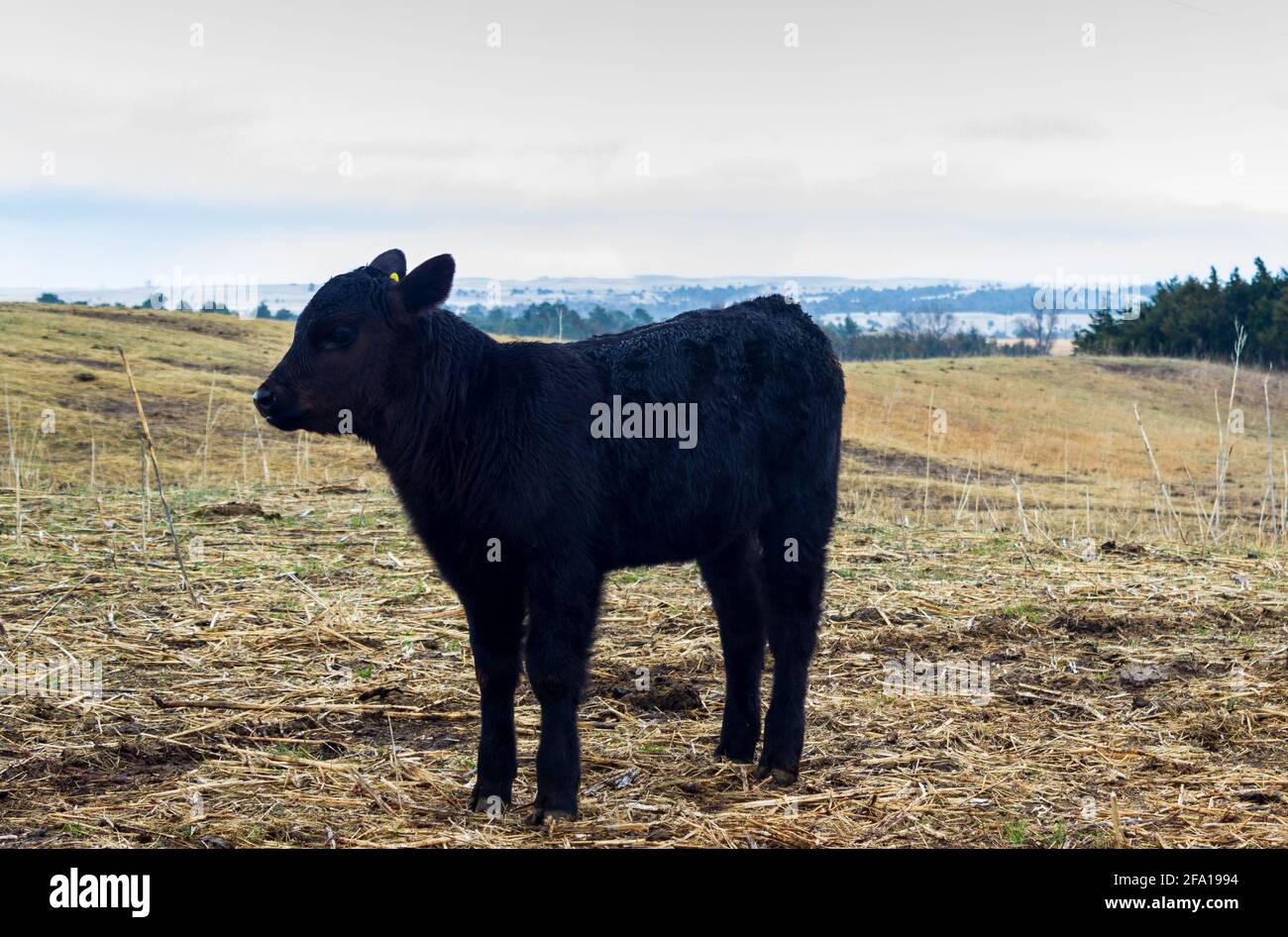 Calf stands hi-res stock photography and images - Alamy