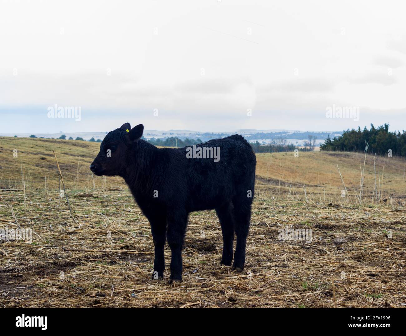 Nebraska ranch cattle hi-res stock photography and images - Alamy