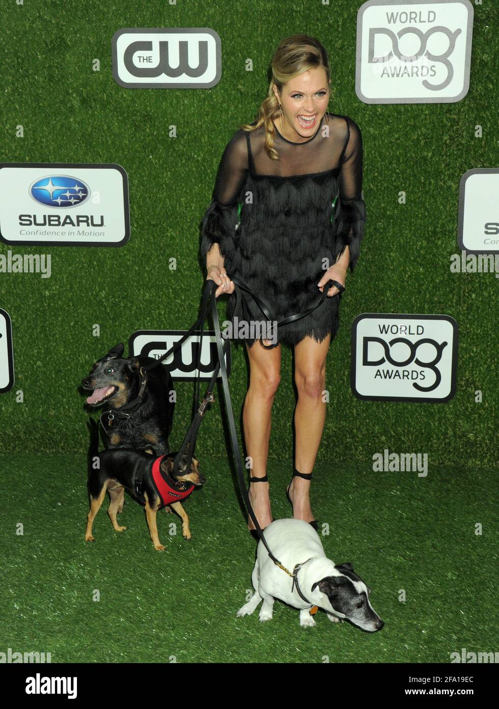 Peanut the pug hi-res stock photography and images - Alamy