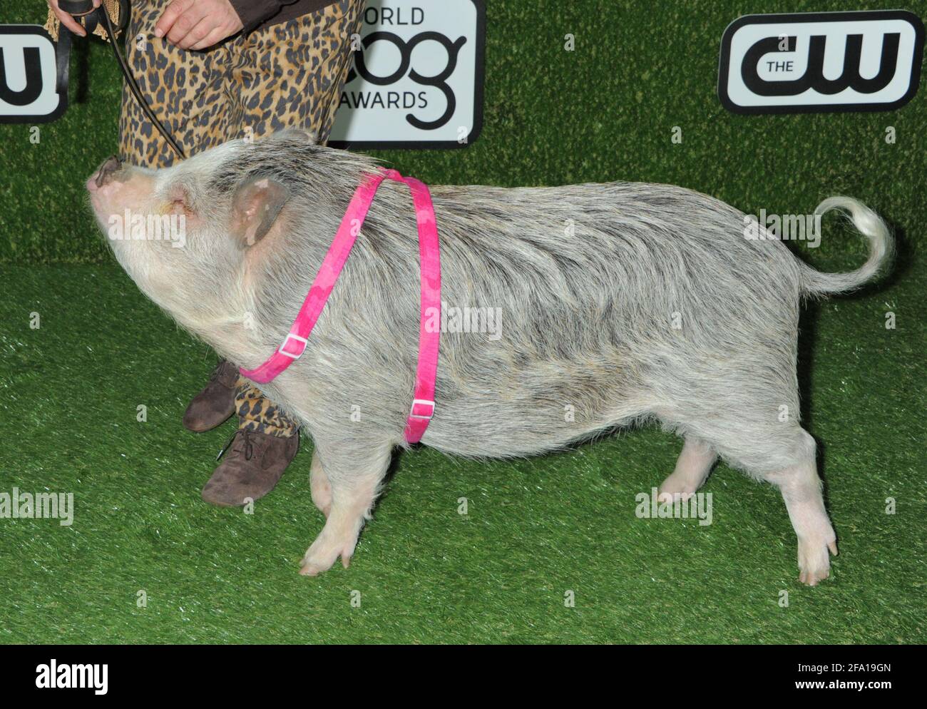 Pig the pug hi-res stock photography and images - Alamy