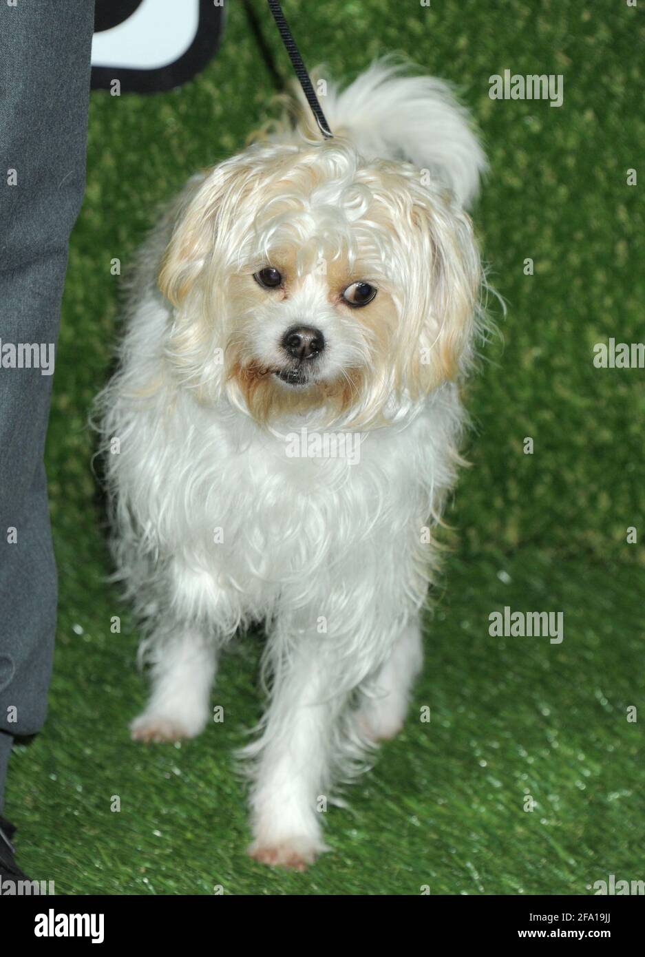 Scruffy, aka Whoopty Woo from TV Series Empire on the green carpet ...