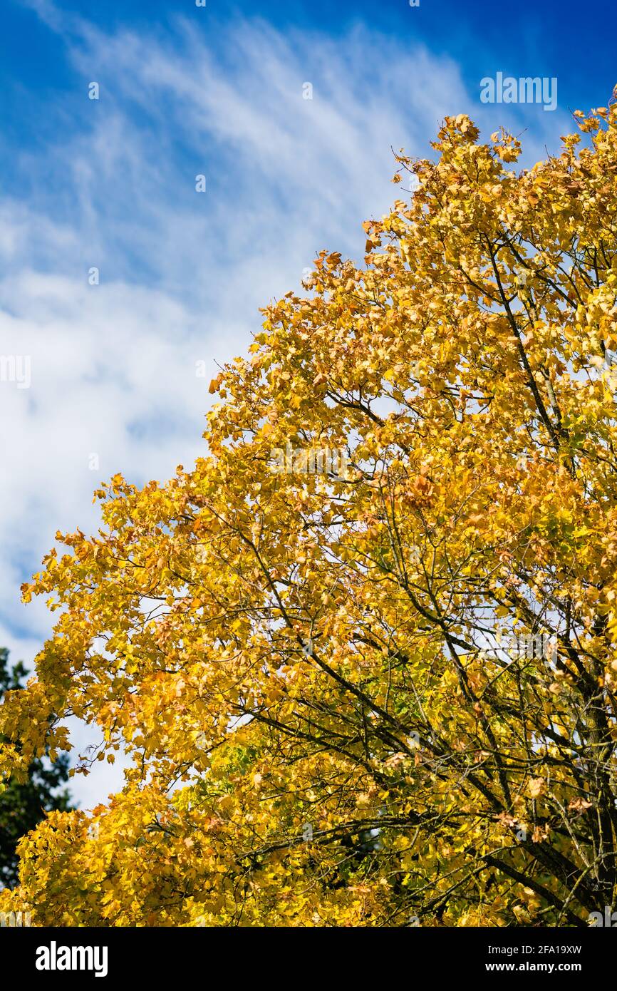 Fall leaves blowing in wind hi-res stock photography and images - Alamy