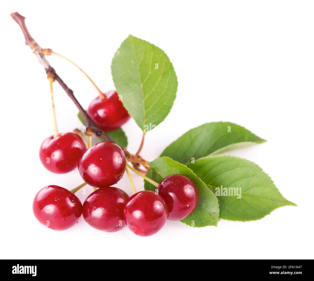 Ripe fresh red cherry isolated on white background. With clipping path ...