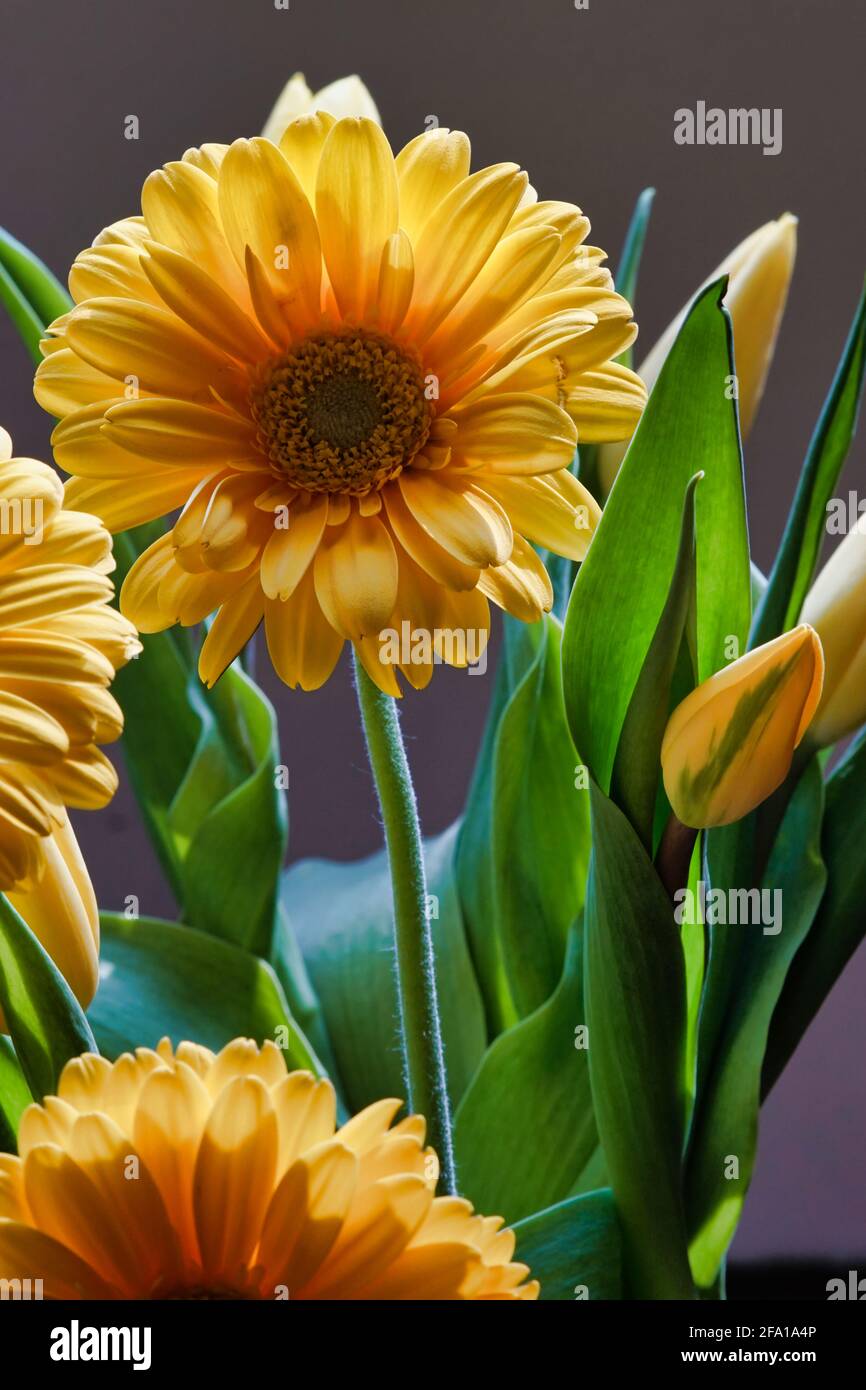 Yellow Gerbera Daisies Stock Photo - Alamy