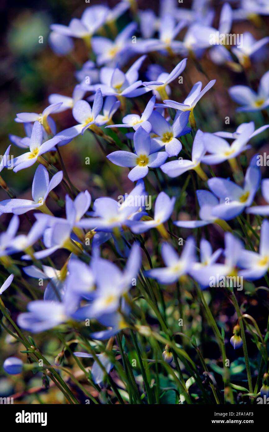 Blue wildflowers hi-res stock photography and images - Alamy