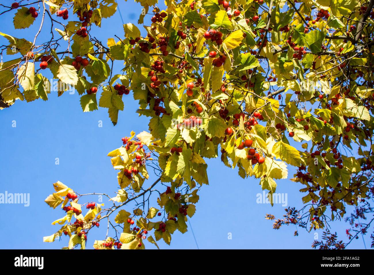 Red hawthorn berries on the branches of a tree Stock Photo - Alamy