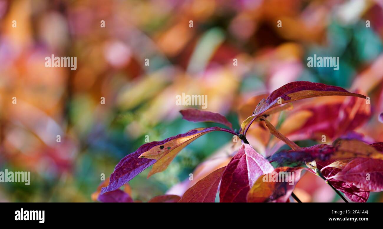 Sassafras Tree Fall Colors Stock Photo - Alamy