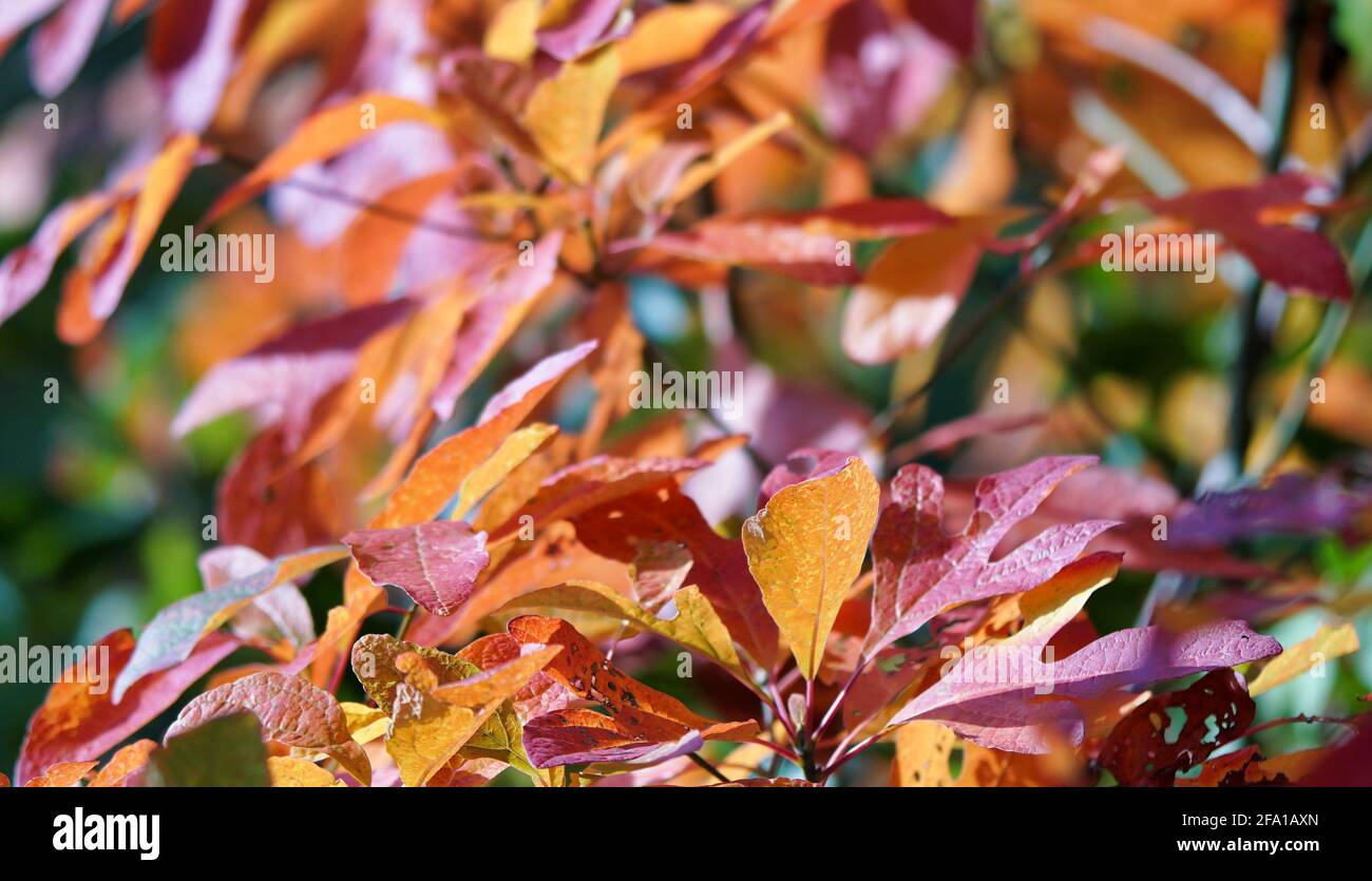Sassafras Tree Fall Colors Stock Photo - Alamy