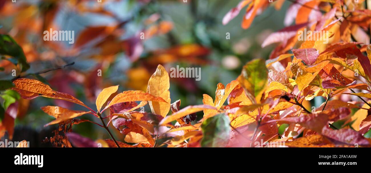 Sassafras tree hi-res stock photography and images - Alamy