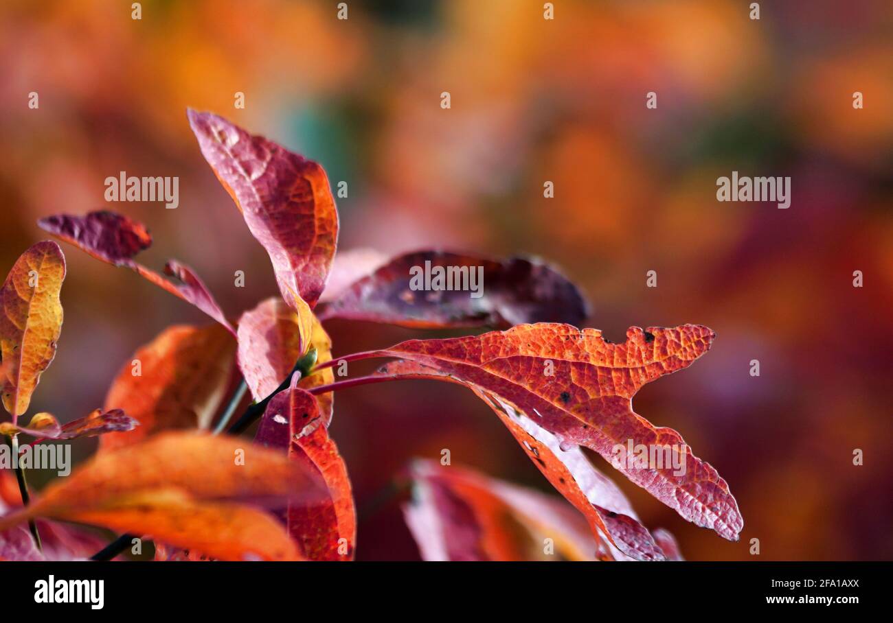 Red sassafras hi-res stock photography and images - Alamy