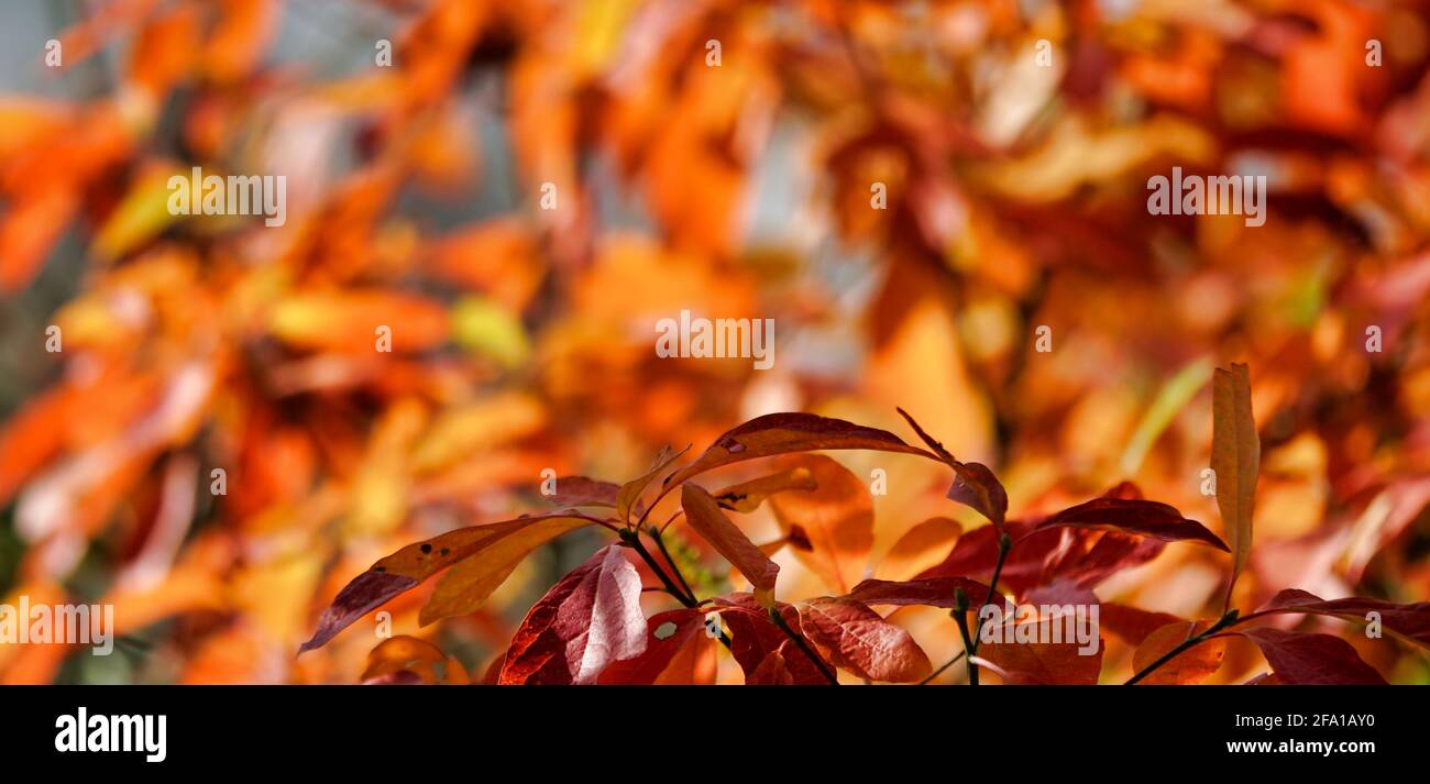 Sassafras Tree Fall Colors Stock Photo - Alamy