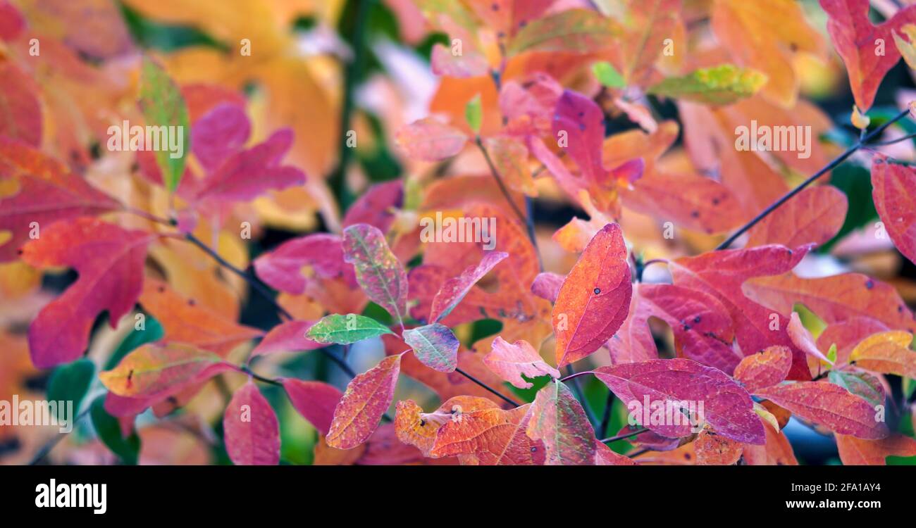 Sassafras Tree Fall Colors Stock Photo - Alamy