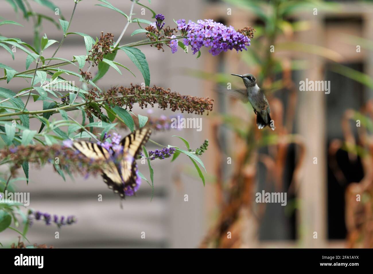 hummingbird in flight Stock Photo - Alamy