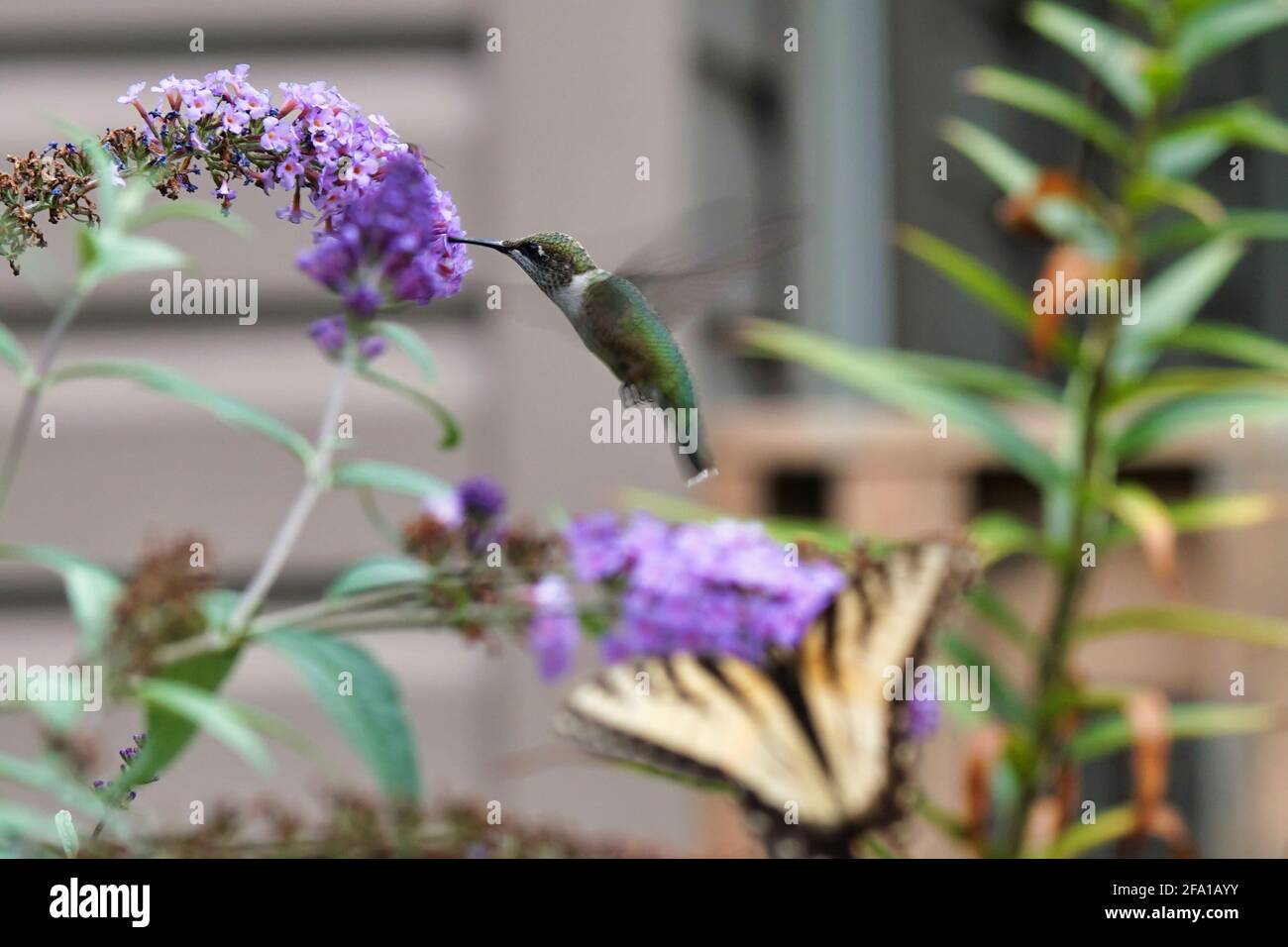 hummingbird in flight Stock Photo - Alamy