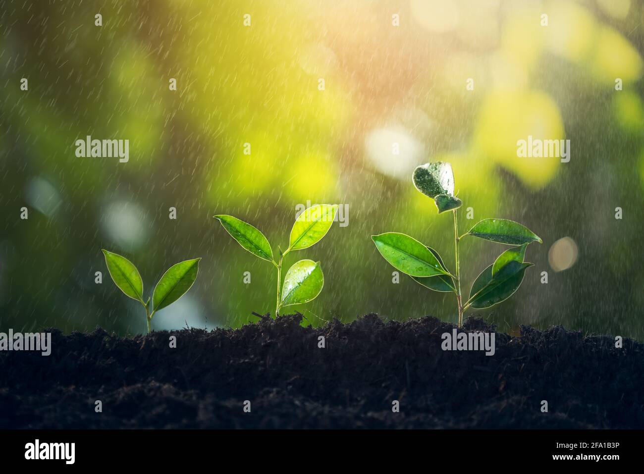 Tree Growth Three Steps In nature and and water the seedlings that ...