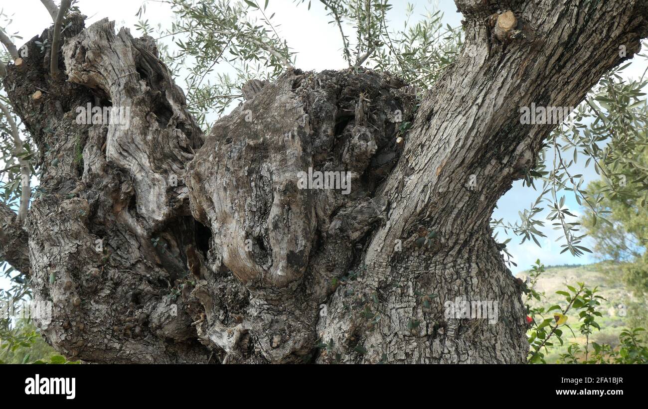 Old gnarled olive tree in Andalusian olive grove, Spain Stock Photo - Alamy
